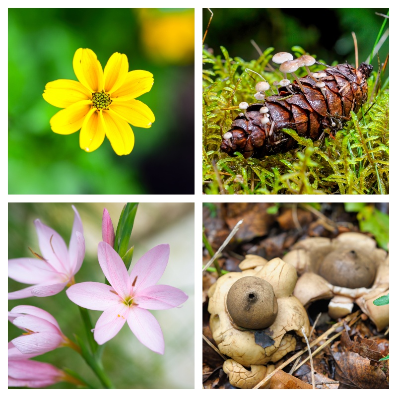 2020 Autumn Flora | Photography by Tayfun Sertan Yaman