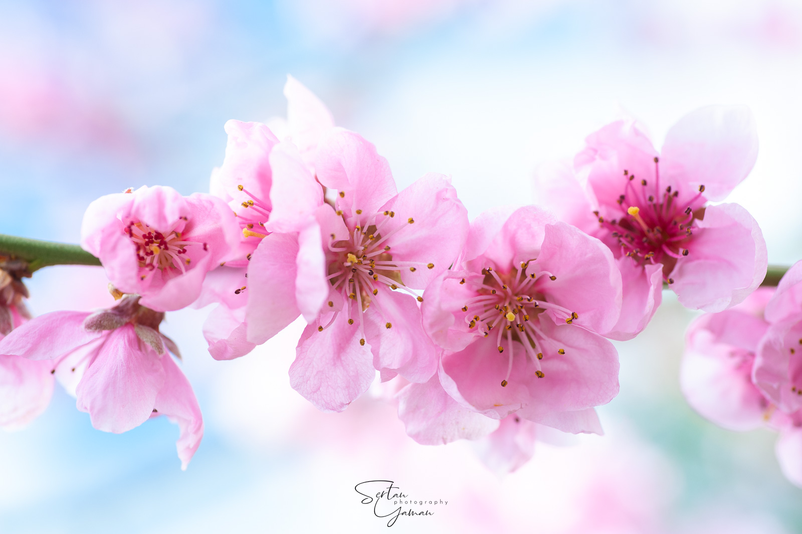 Peach flowers | sertanyaman.com photography
