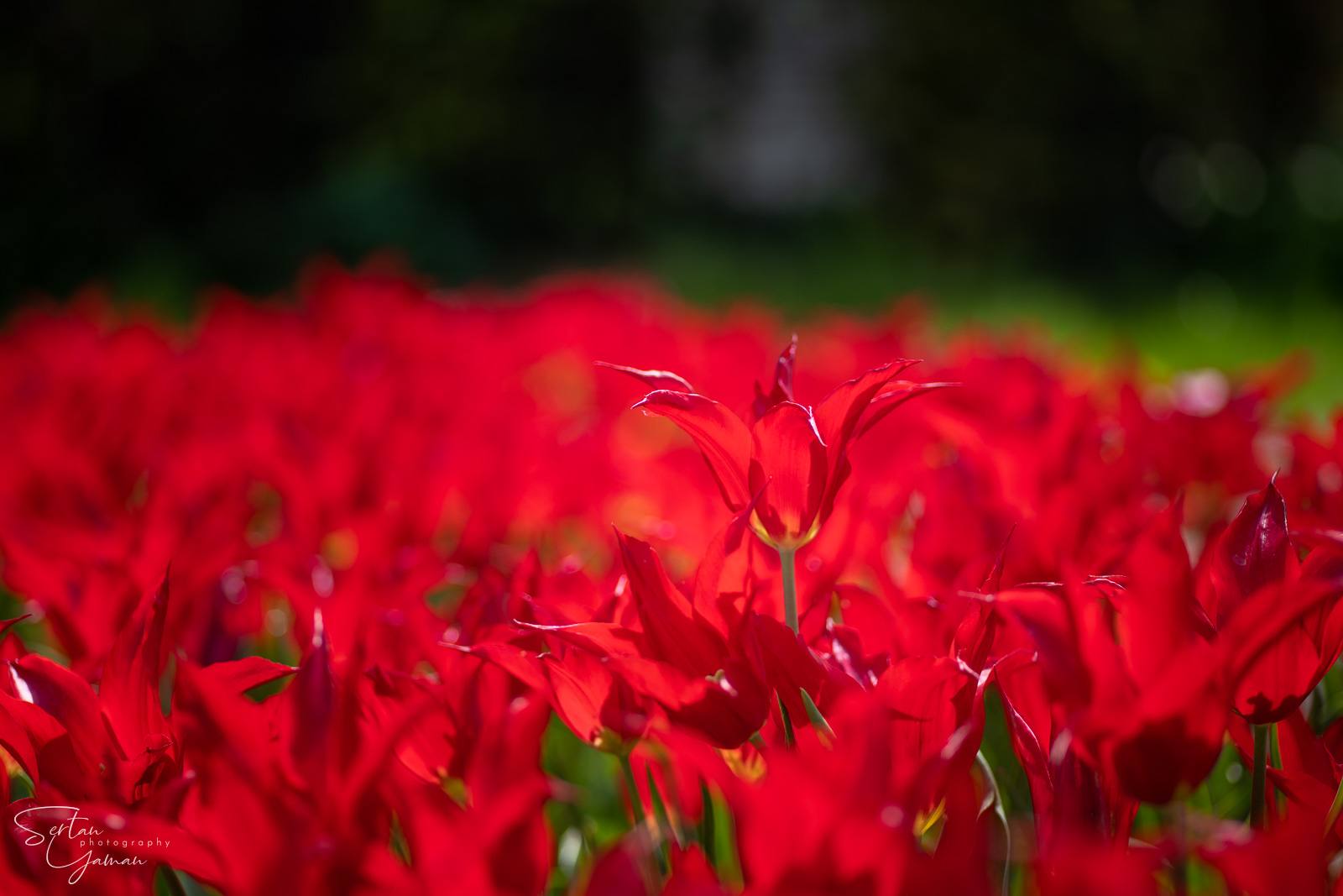 Tulips in the Hortus Bulborum Tulip Museum | sertanyaman.com photography