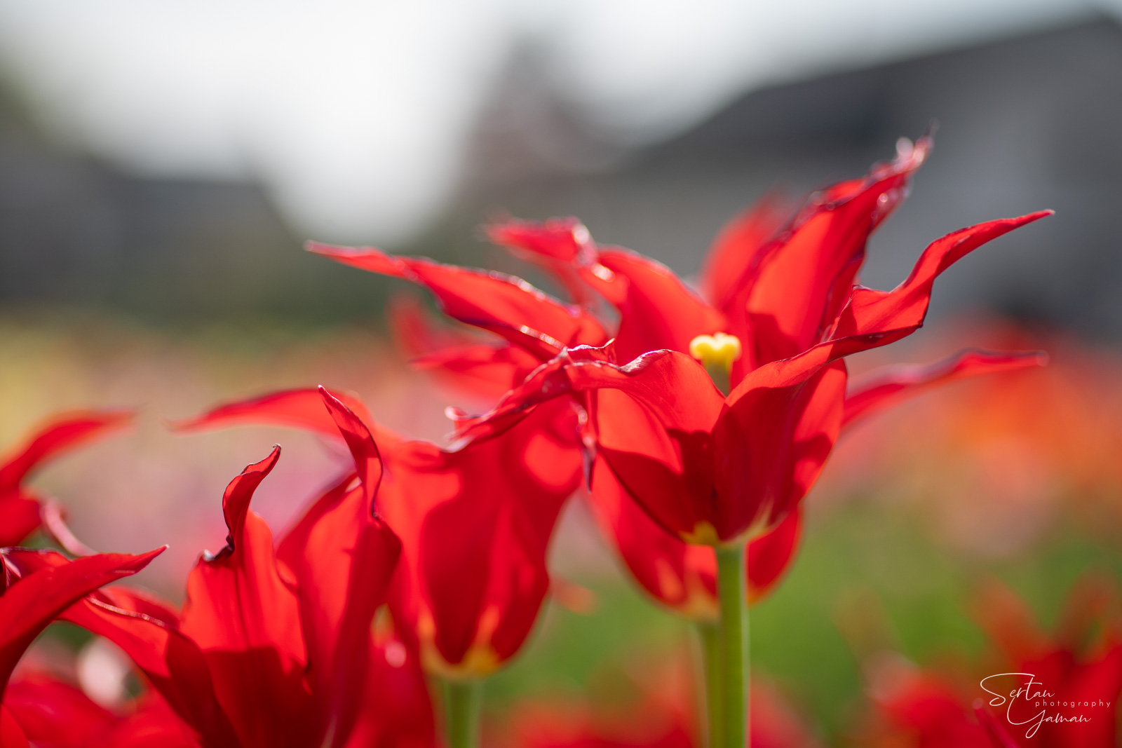 Tulips in the Hortus Bulborum Tulip Museum | sertanyaman.com photography