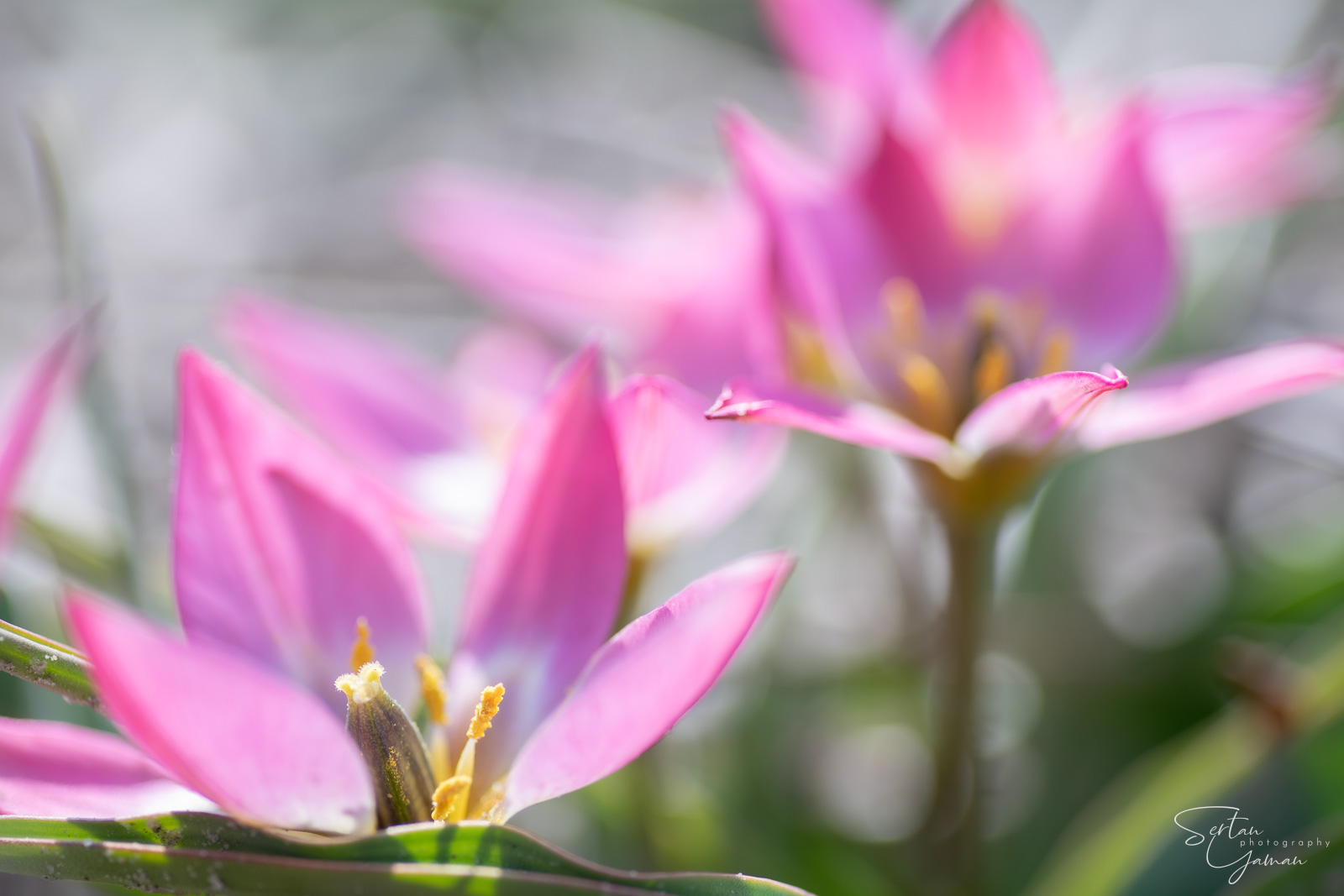 Tulips in the Hortus Bulborum Tulip Museum | sertanyaman.com photography