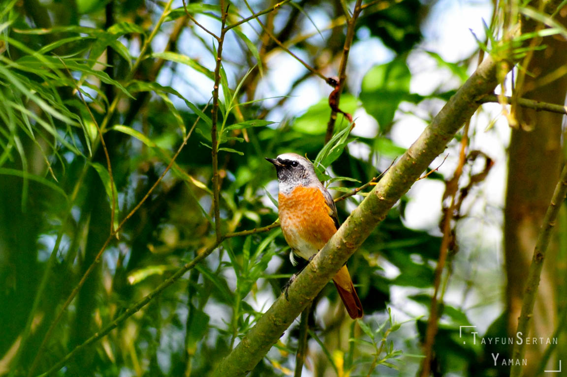 DSC_0245 | sertanyaman.com photography