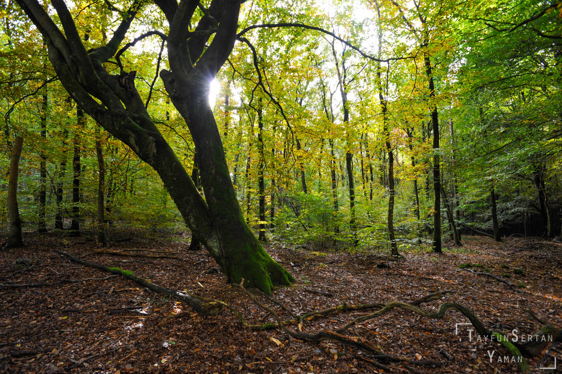 Early autumn forest | sertanyaman.com photography