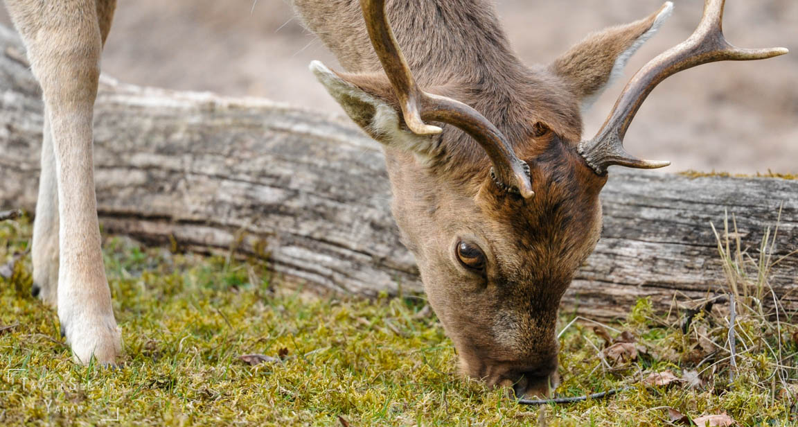 Young male fallow deer | sertanyaman.com photography