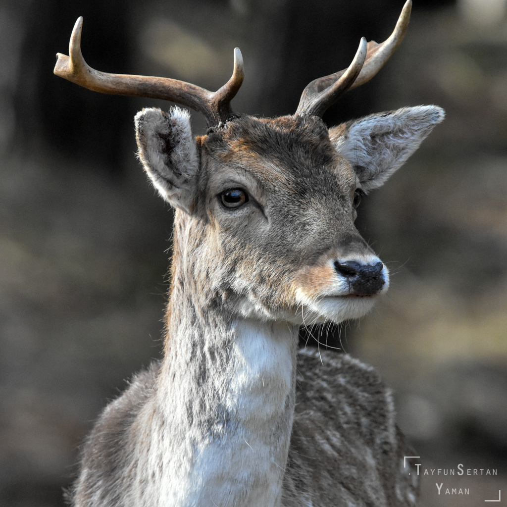 Young male fallow deer | sertanyaman.com photography