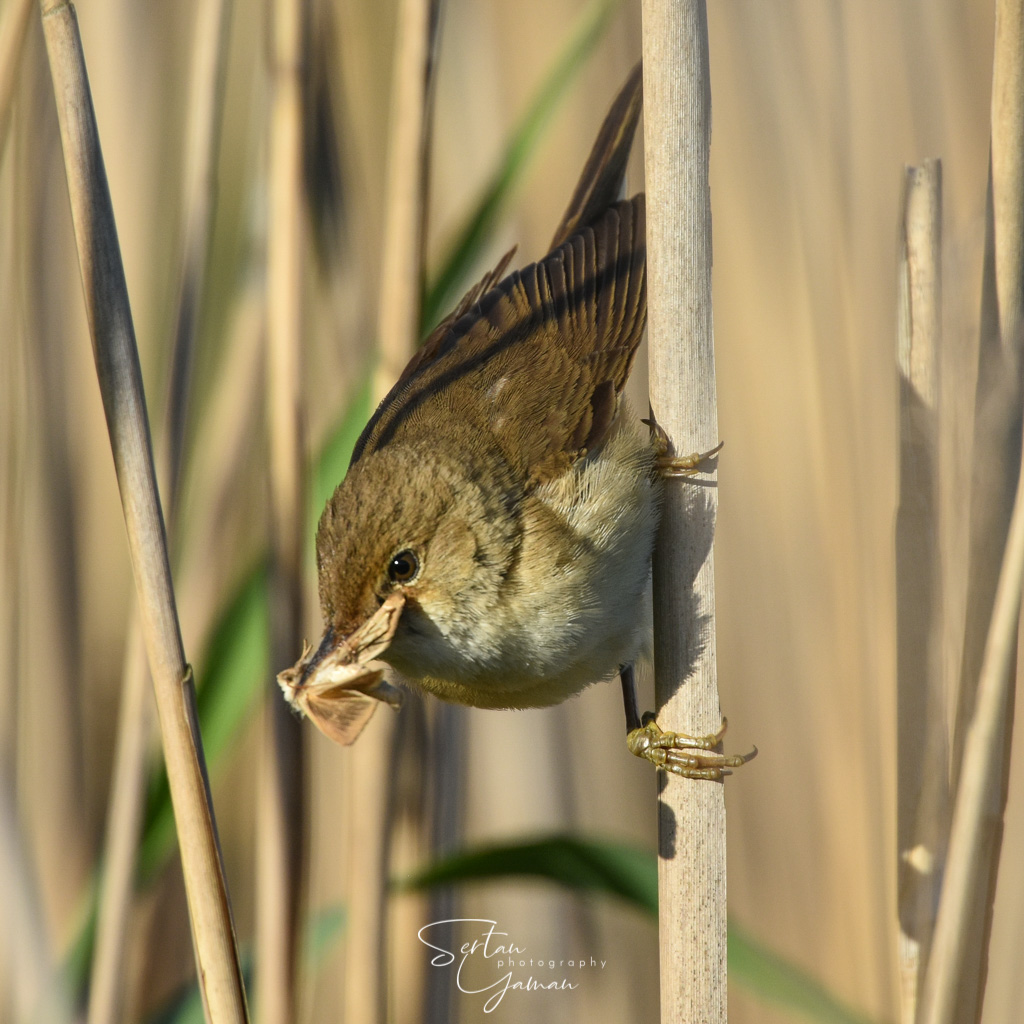 Reed bunting hunting | sertanyaman.com photography