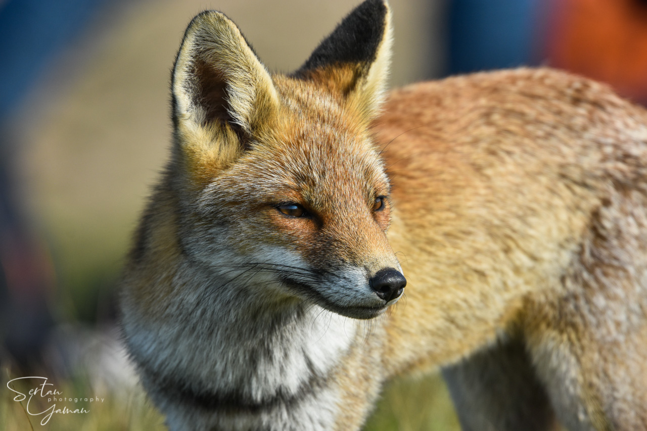 Male red fox in spring | sertanyaman.com photography