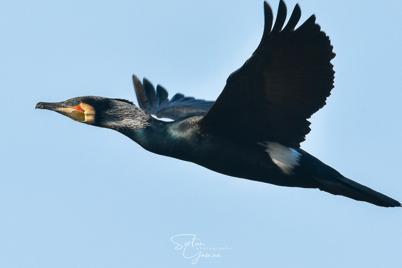 Cormorant in mating season colors | sertanyaman.com photography