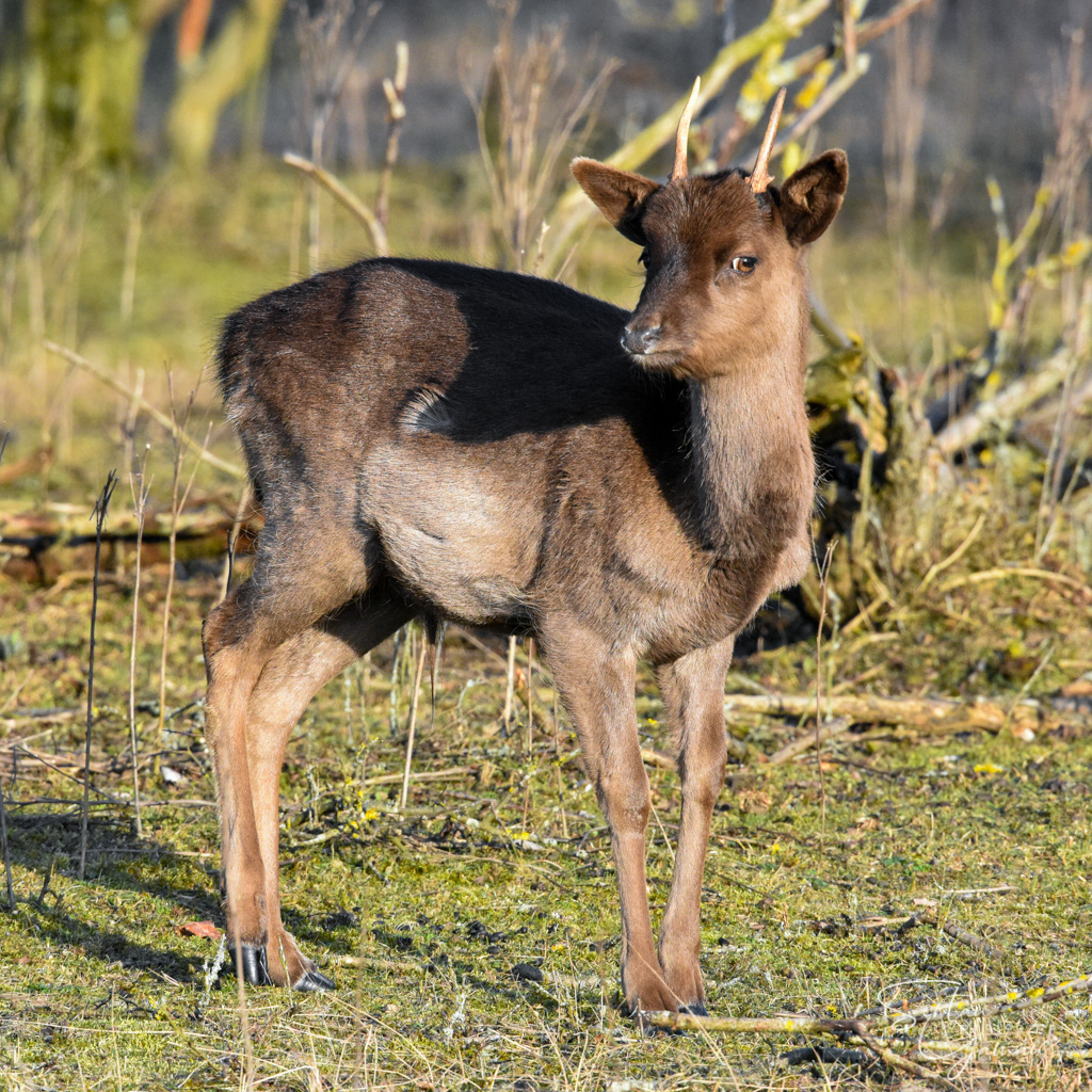 Dark fallow deer | sertanyaman.com photography
