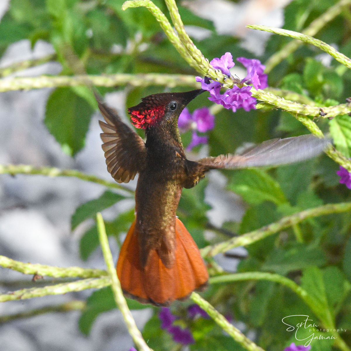 Ruby-topaz hummingbird | sertanyaman.com photography