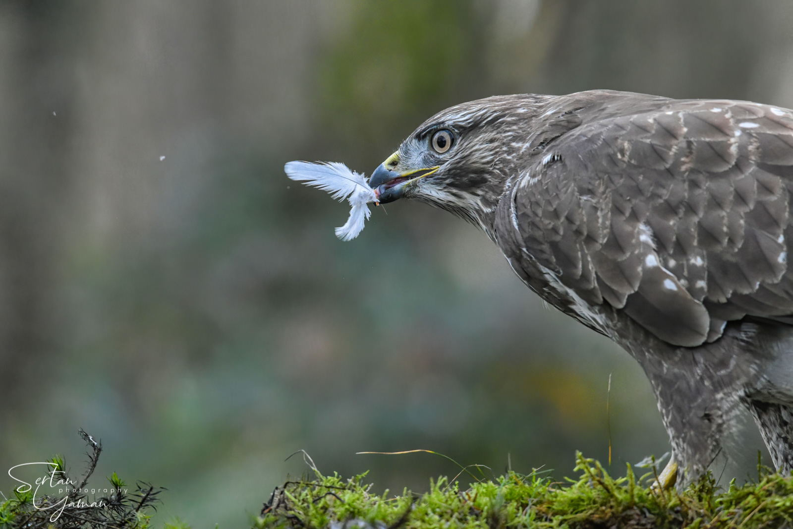 European buzzard eating his prey | sertanyaman.com photography