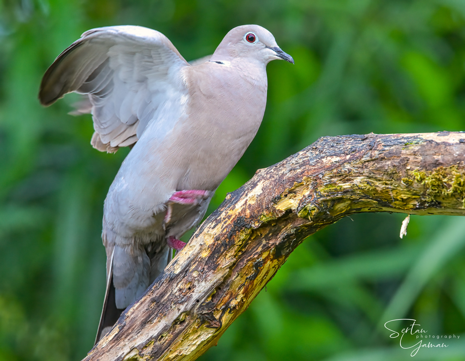Turkish dove | sertanyaman.com photography