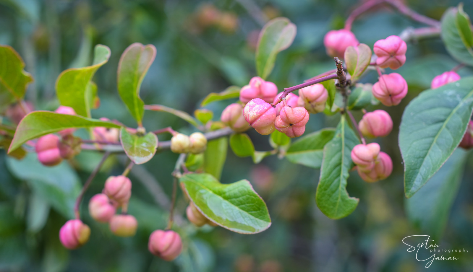 Spindle tree | sertanyaman.com photography