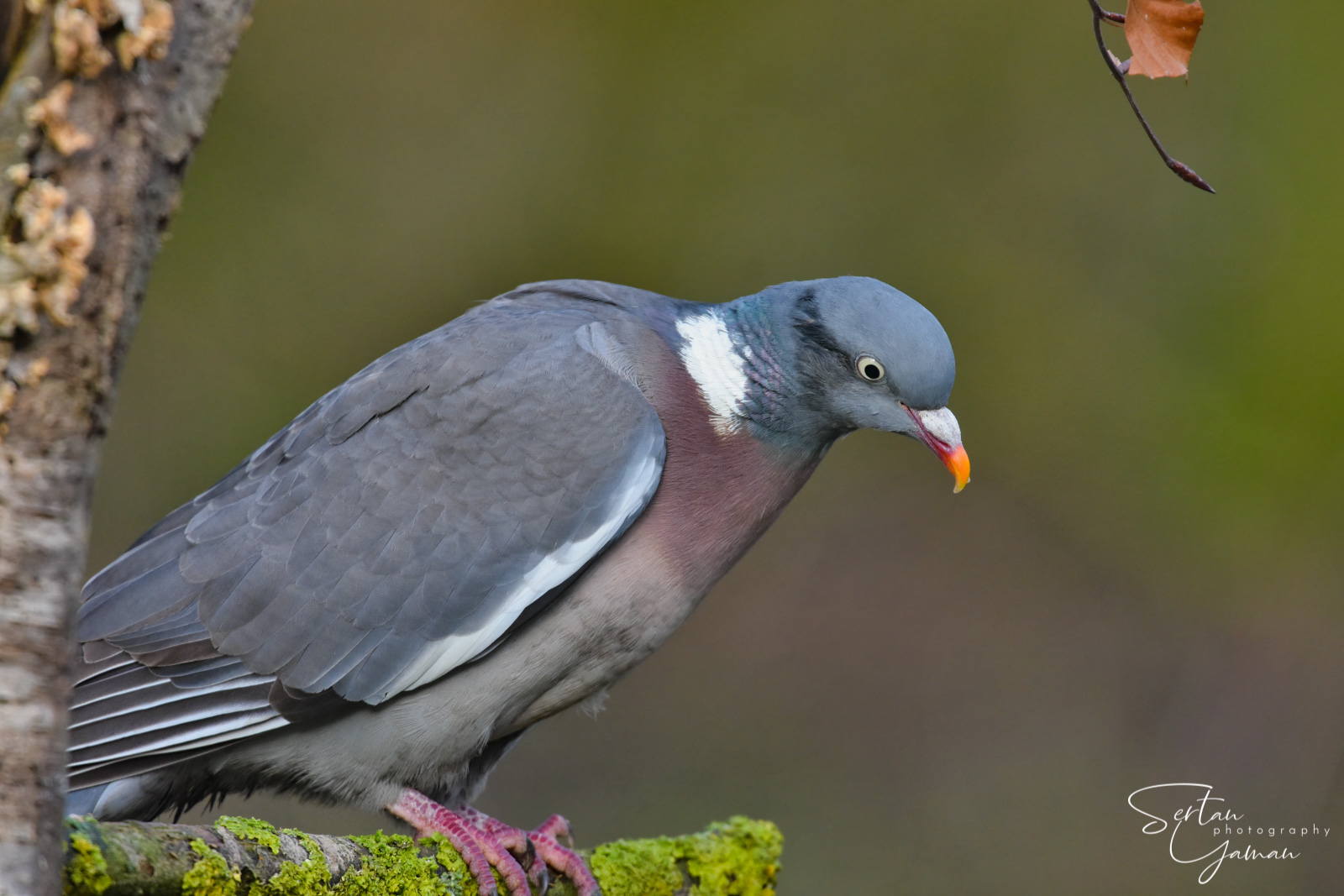 Common pigeon | sertanyaman.com photography