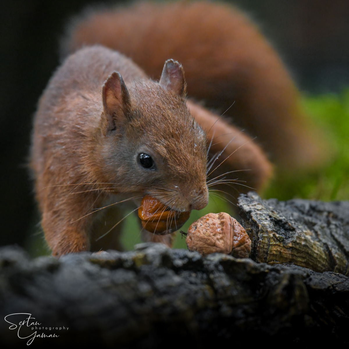 Red squirrel collecting nuts | sertanyaman.com photography