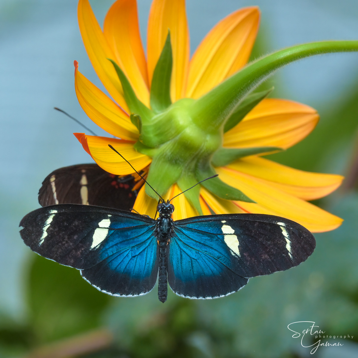 Heliconius butterflies | sertanyaman.com photography