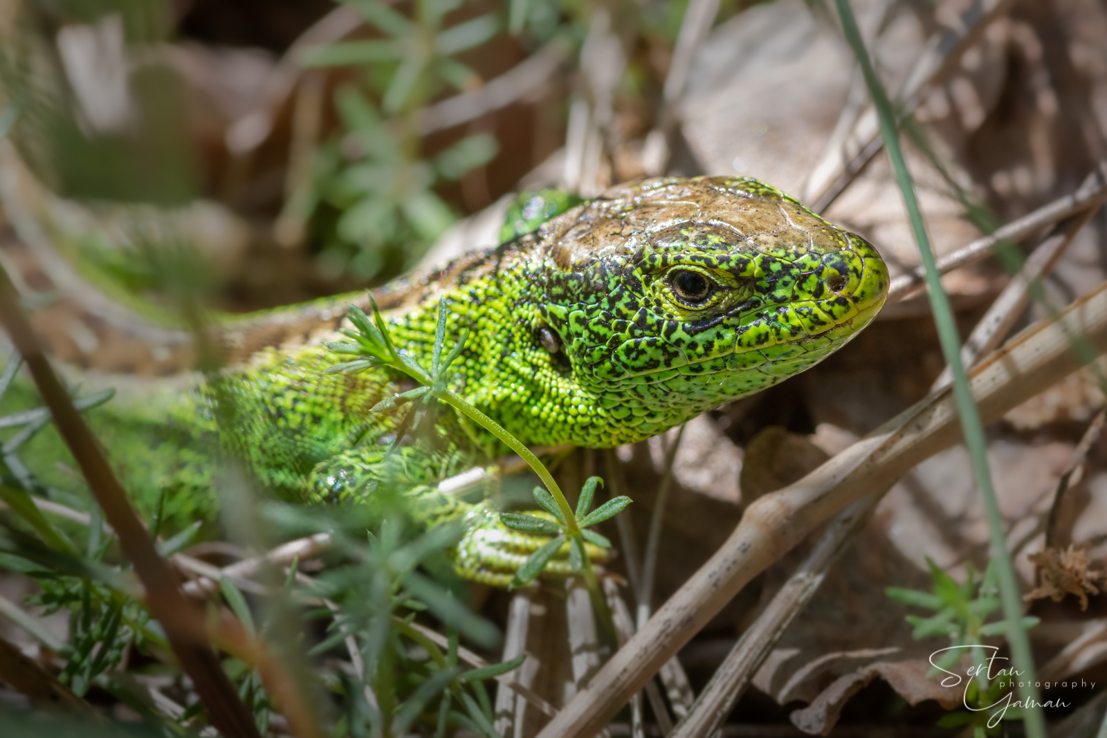Dutch sand lizard | sertanyaman.com photography