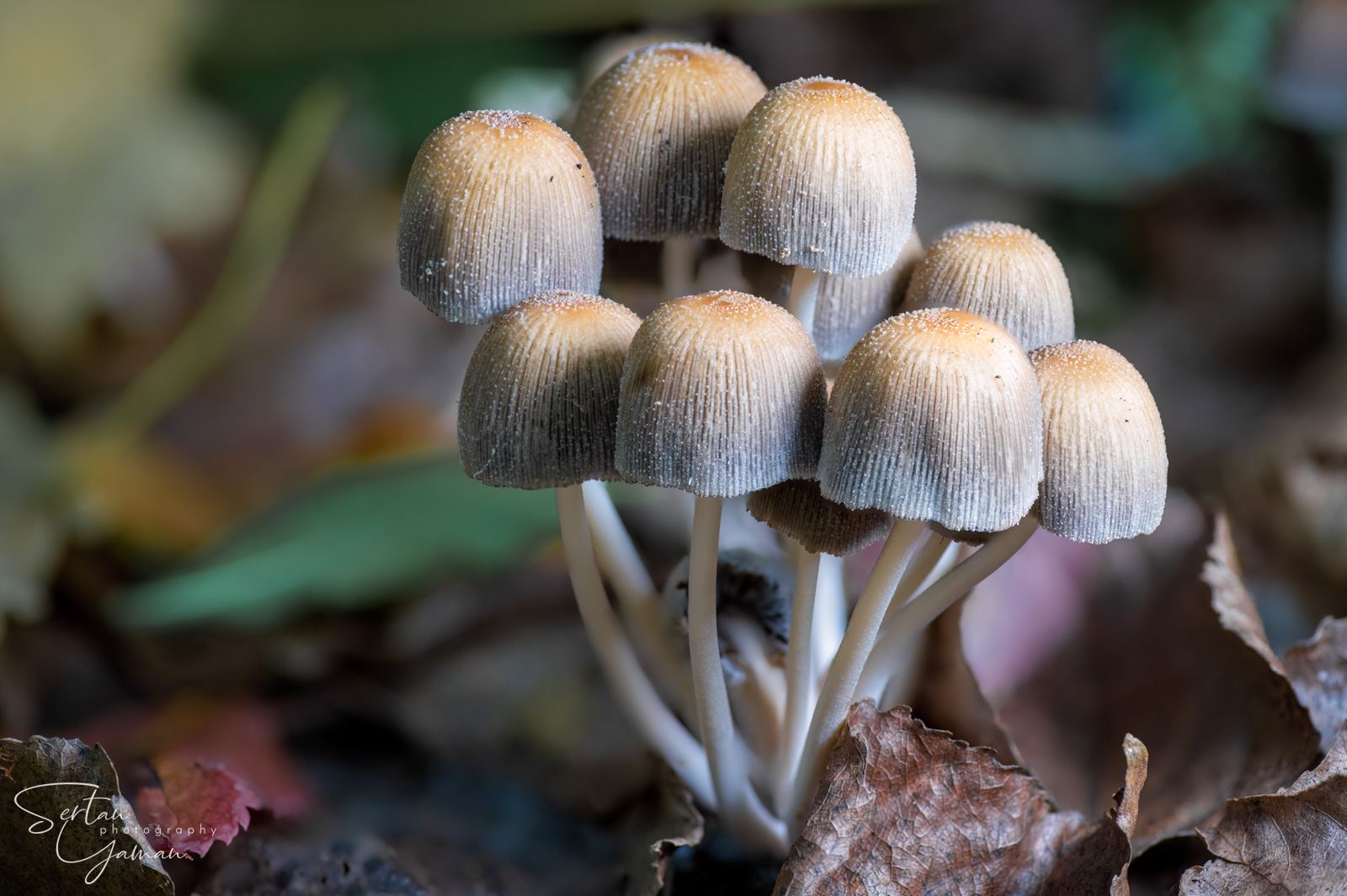 Fresh fairy caps | sertanyaman.com photography