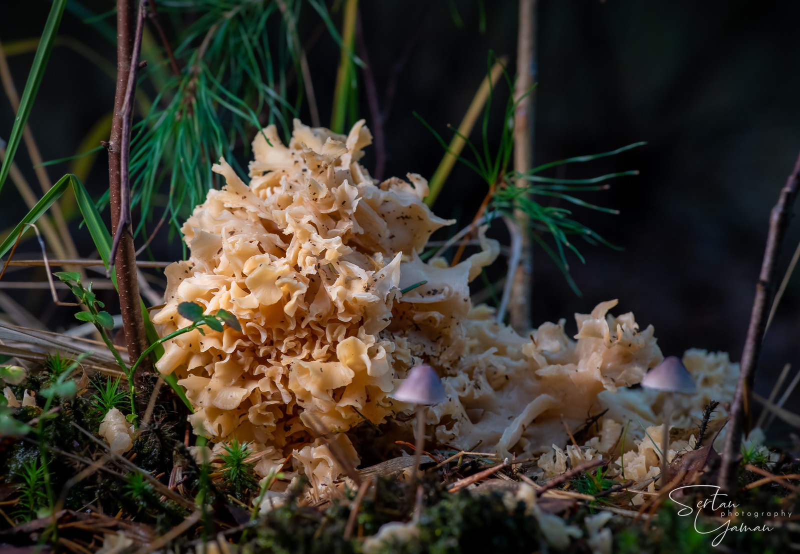 Cabbage fungus | sertanyaman.com photography