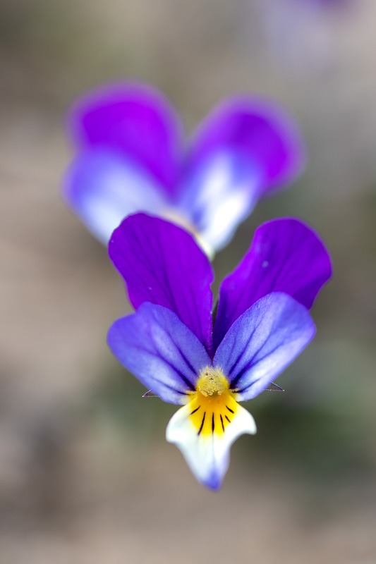 Wild pansies | sertanyaman.com photography