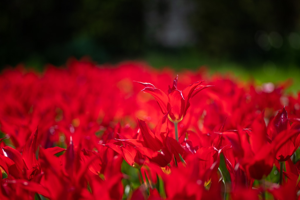 Tulips in the Hortus Bulborum Tulip Museum | sertanyaman.com photography