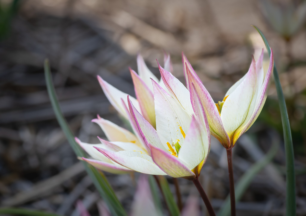 Tulips in the Hortus Bulborum Tulip Museum | sertanyaman.com photography