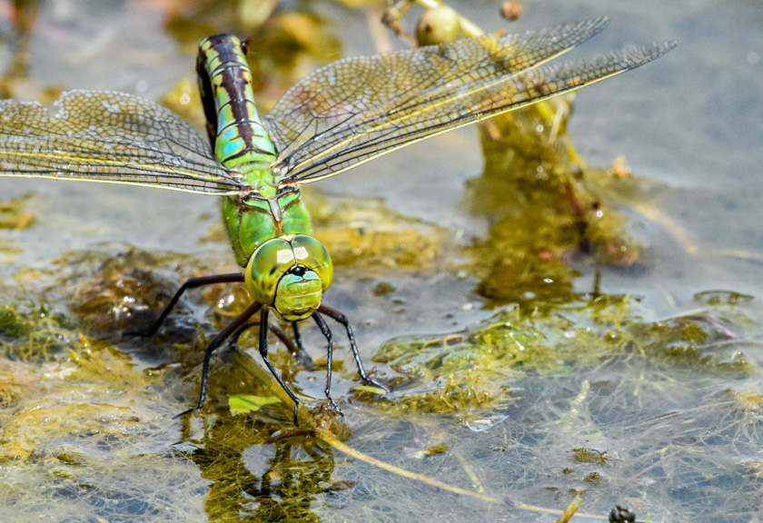 Giant firefly | sertanyaman.com photography