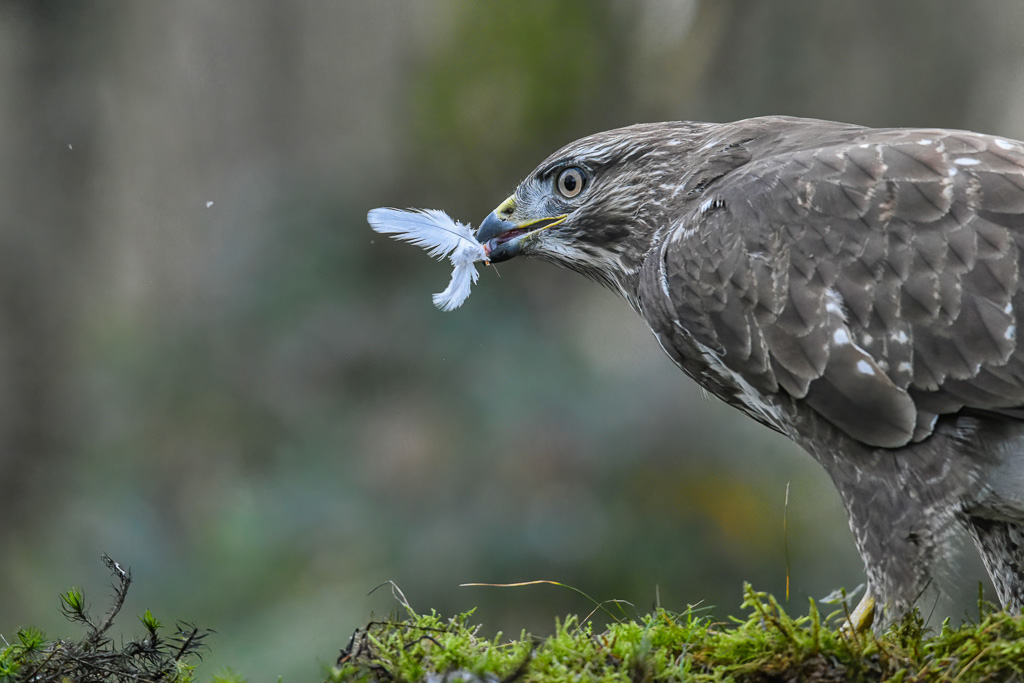 European buzzard eating his prey | sertanyaman.com photography