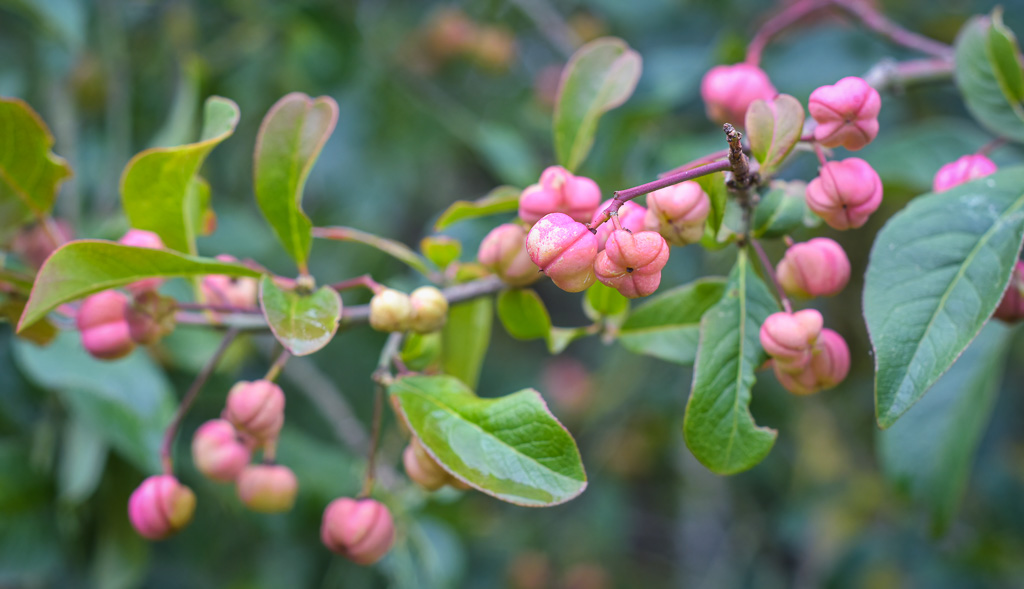 Spindle tree | sertanyaman.com photography