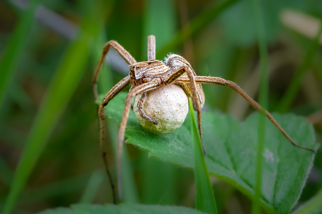 Wolf spider with its egg sack | sertanyaman.com photography