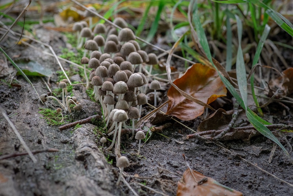 Autumn mushrooms | sertanyaman.com photography