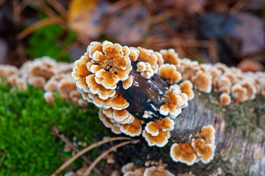 Autumn mushrooms | sertanyaman.com photography