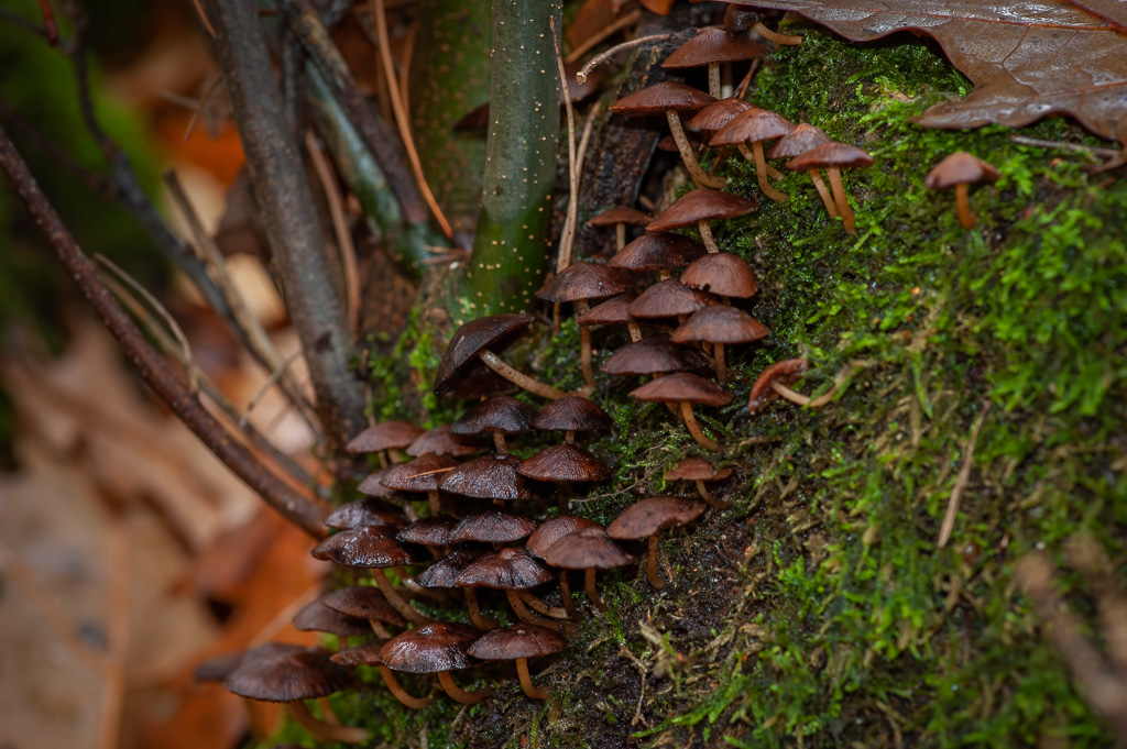 Autumn mushrooms | sertanyaman.com photography