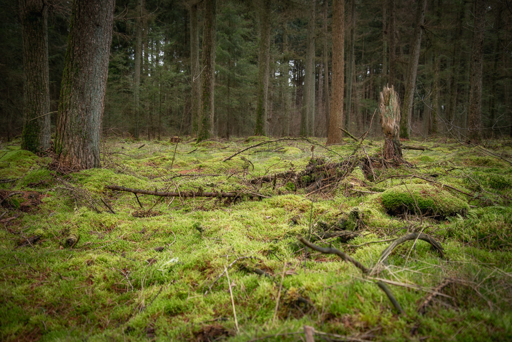 Moss field | sertanyaman.com photography